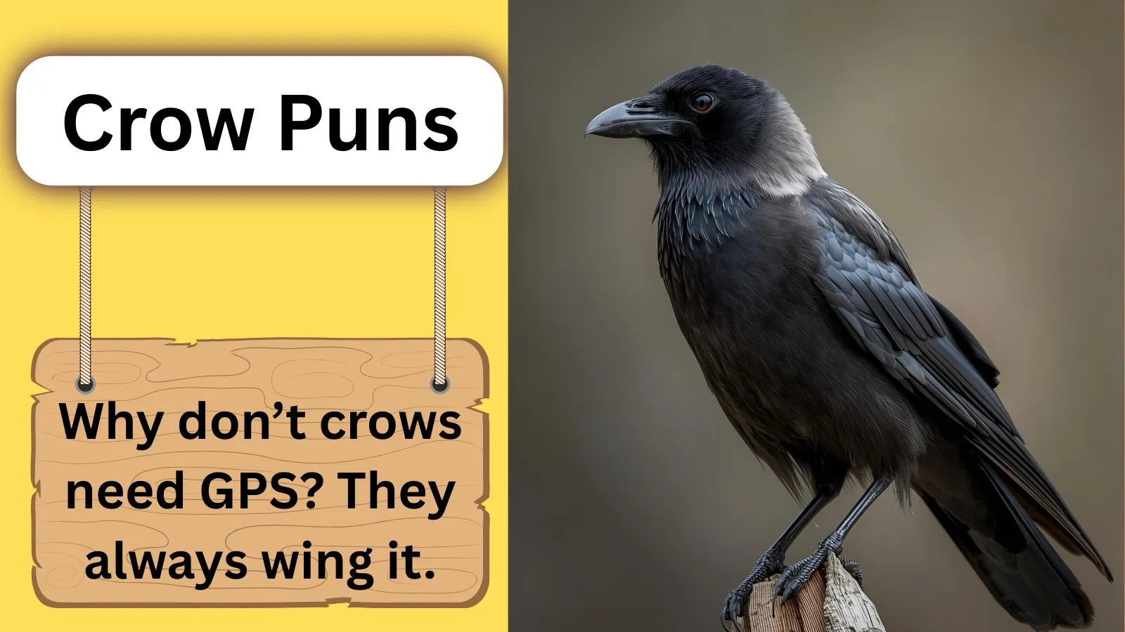 470+ Crow Puns Cute, Funny & Flirty For 2025
