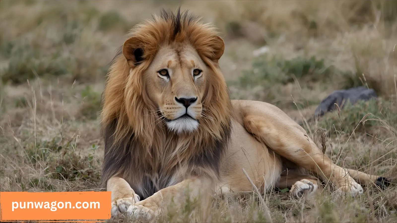 432+Lion Puns That Are Truly the Mane Event