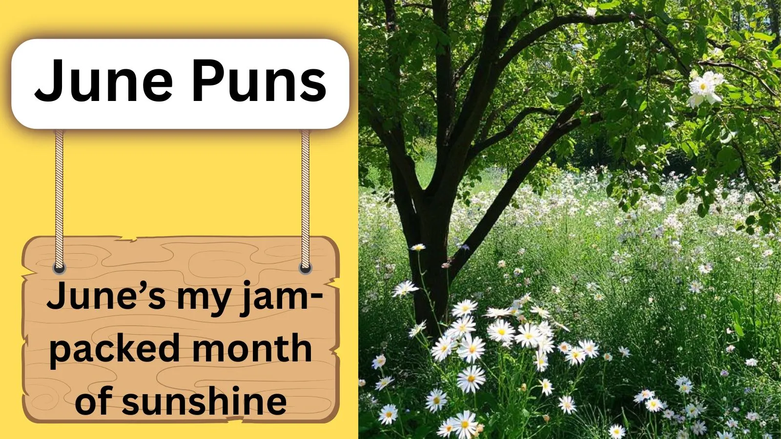 469+ June Puns Cute, Funny & Flirty For 2025